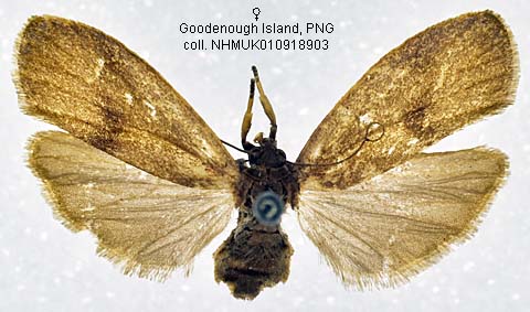 Papua Insects Foundation (Lepidoptera/Erebidae(Arctiinae)/Lambula agraphia)
